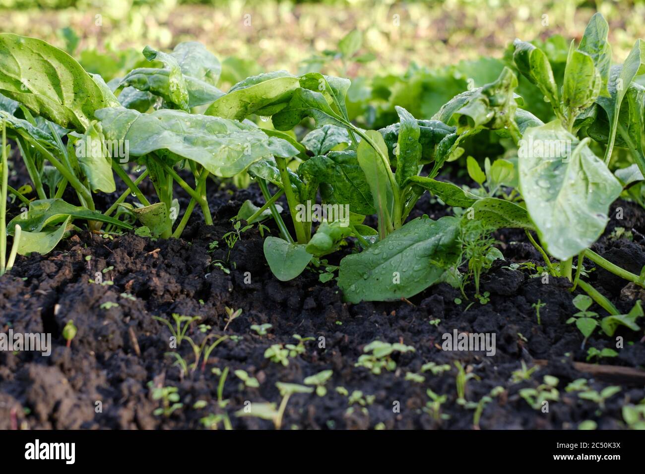ecologically clean greens growing in the garden Stock Photo - Alamy