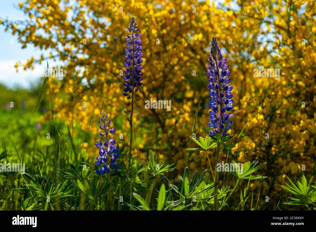 Yellow bush lupin hi-res stock photography and images - Alamy