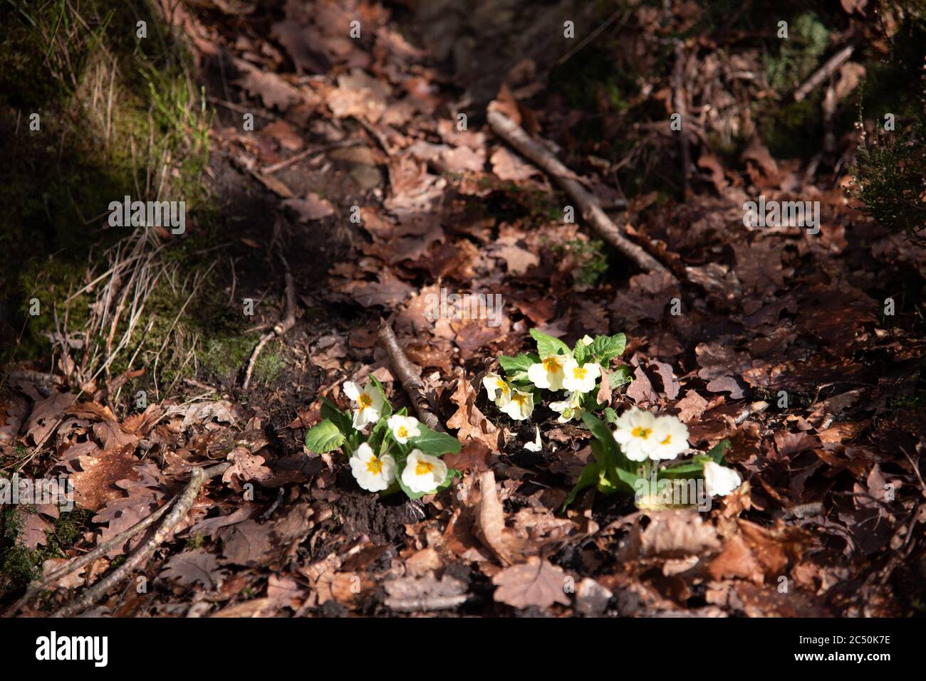 Stirling Landscape Spring High Resolution Stock Photography and Images ...