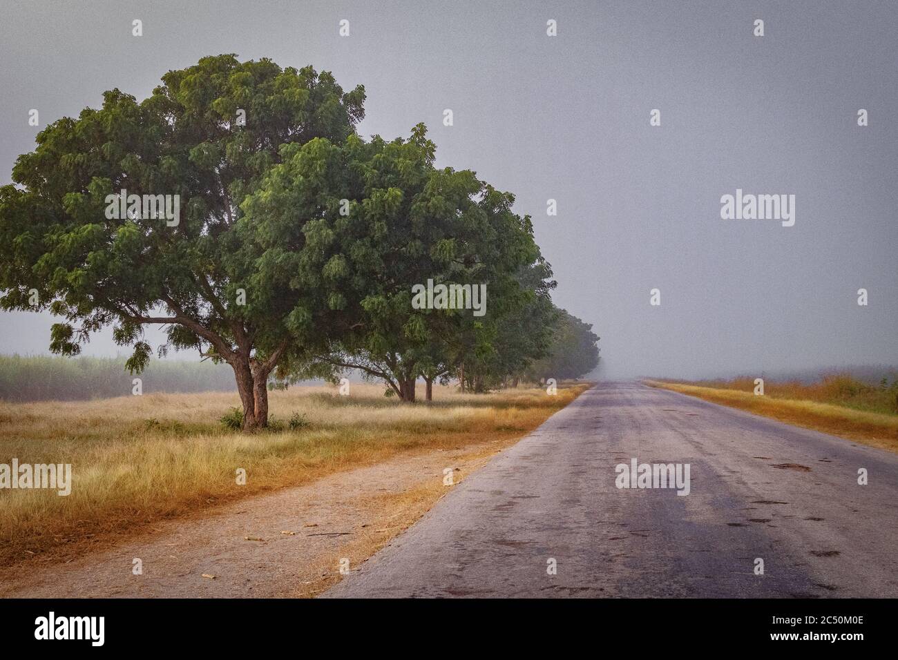 tree in the side of the road Stock Photo - Alamy