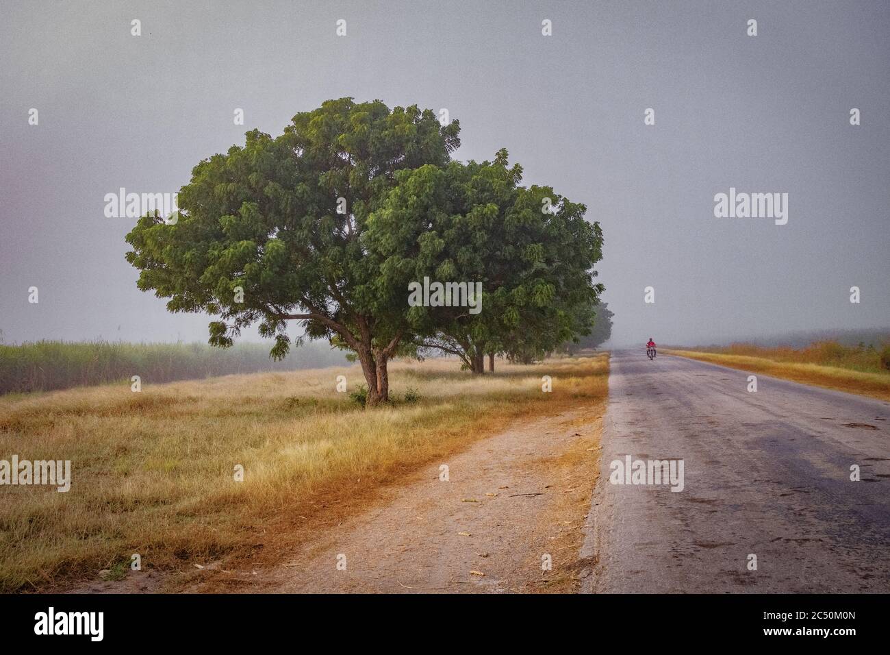 tree in the side of the road Stock Photo - Alamy