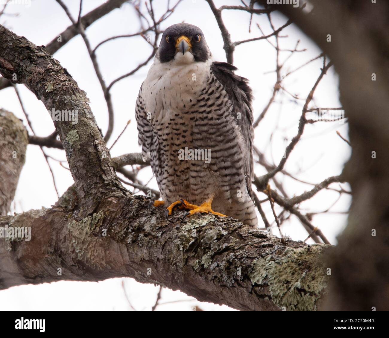 Wild Peregrine Falcon Perched in Tree Makes Eye Contact Stock Photo - Alamy