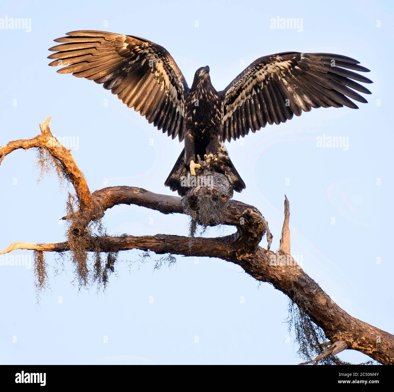 First Flight Fledgling Bald Eagle Wings Spread Wide Lands on Tree Stock ... First Flight Fledgling Bald Eagle Wings Spread Wide Lands on Tree Stock ...