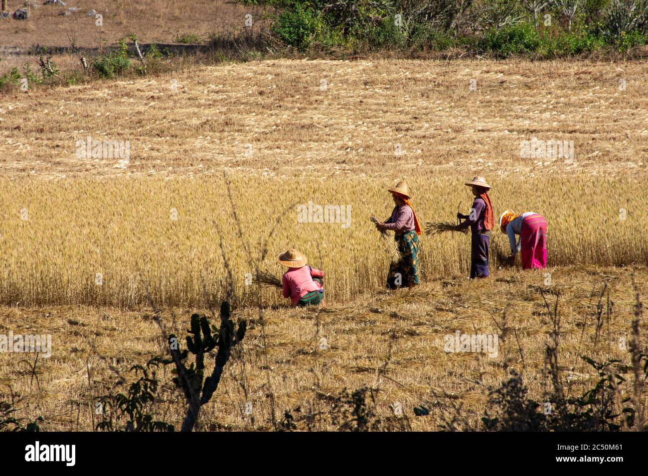 locals working in the field in Myanmar Stock Photo - Alamy