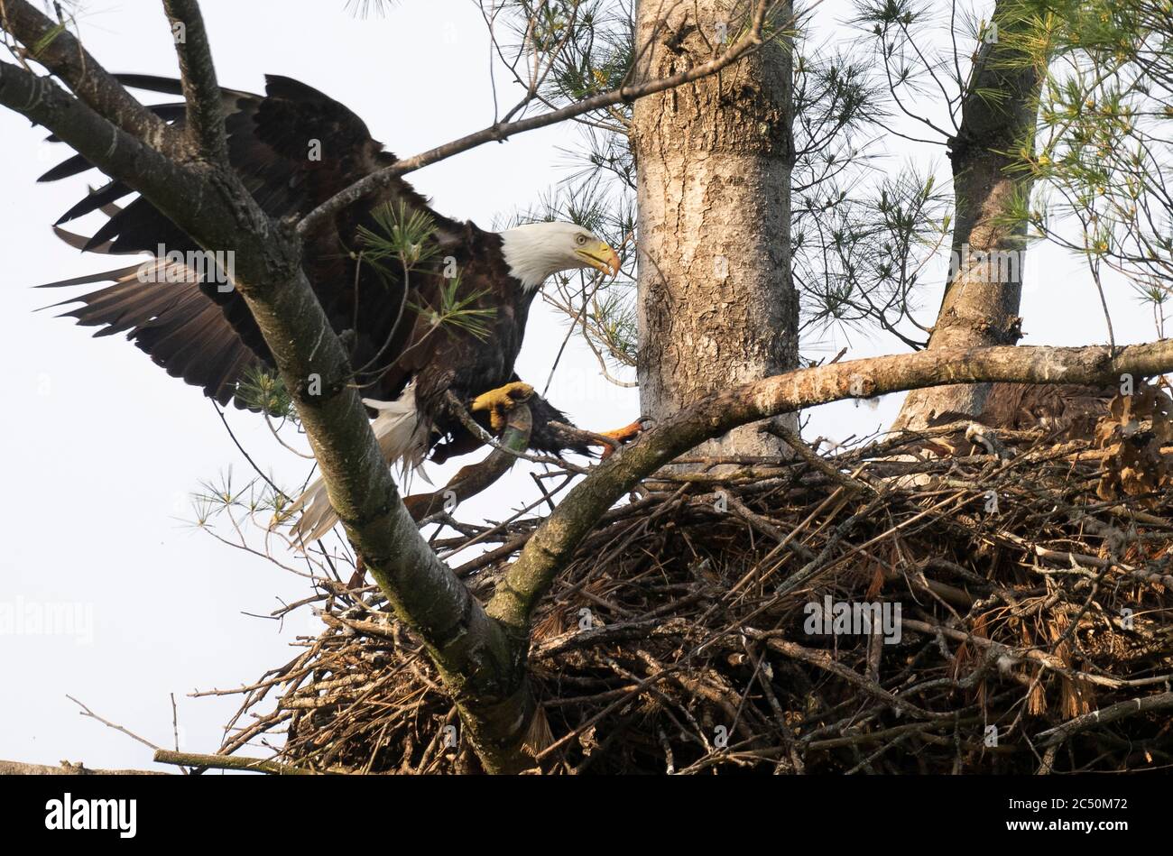 Mature Bald Eagle Lands in Nest with River Eel to Feed Juvenile Eagle ...