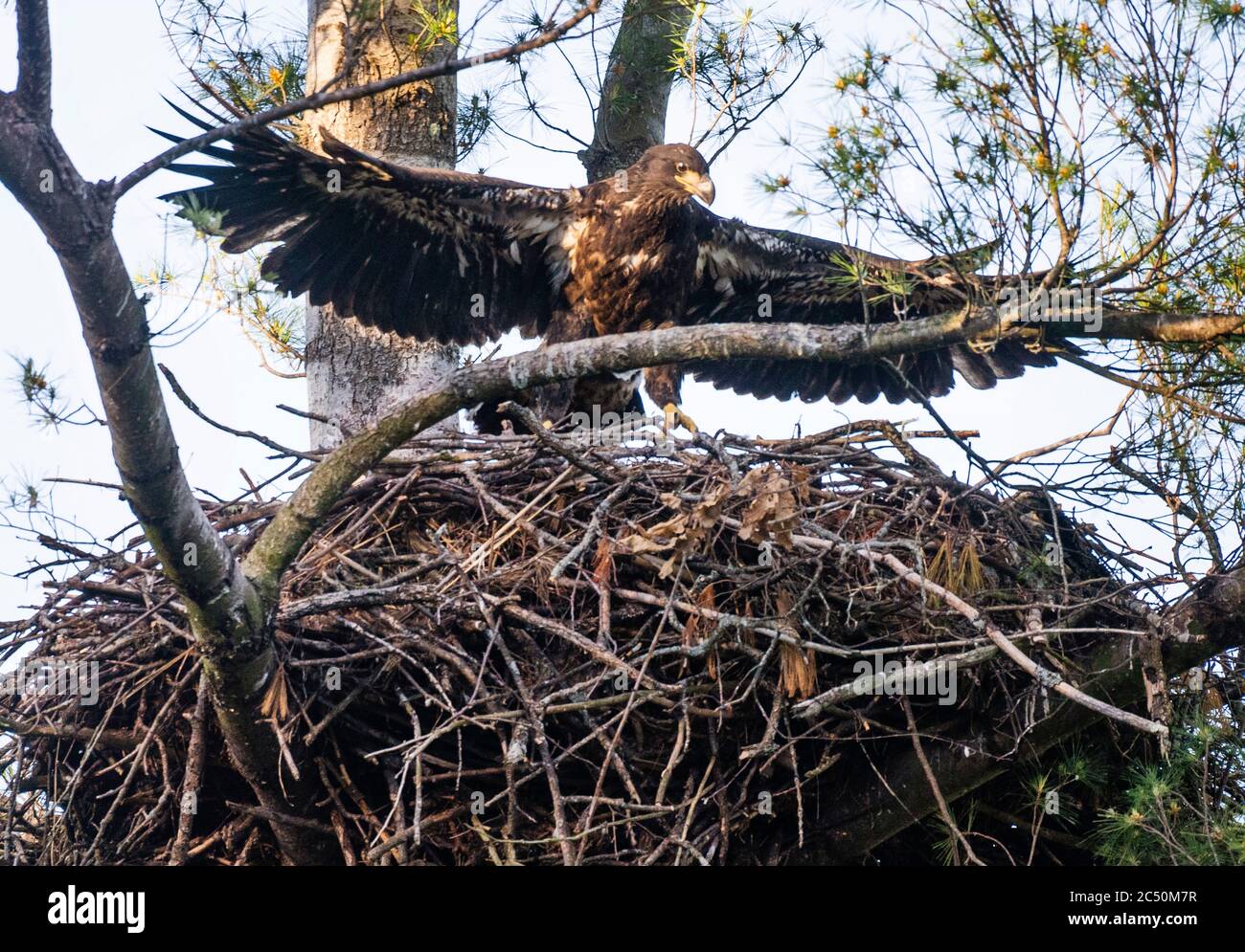 Bald eagle juvenile fledge hi-res stock photography and images - Alamy