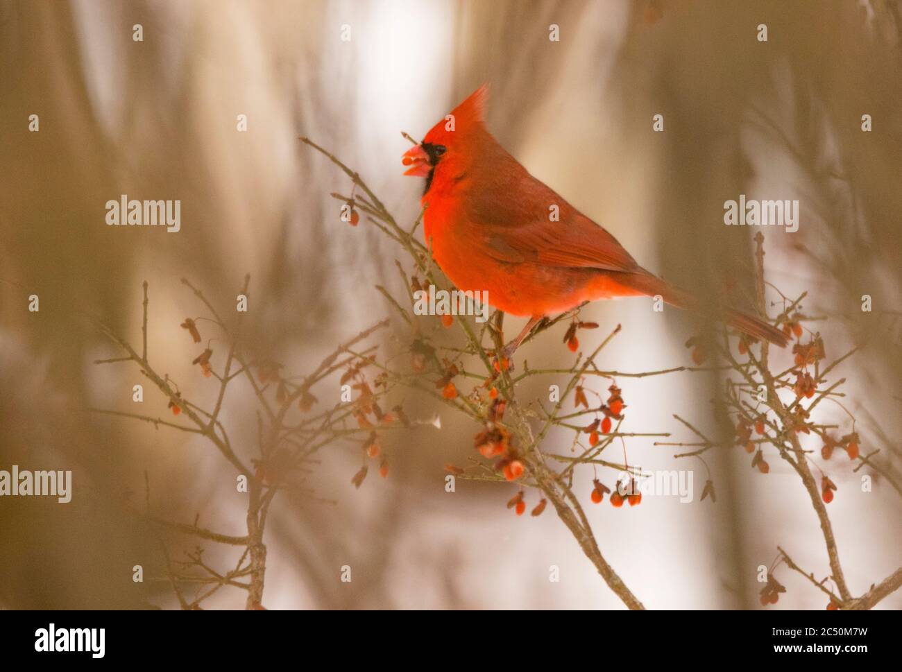 Male Cardinal eating berry on bush Stock Photo - Alamy