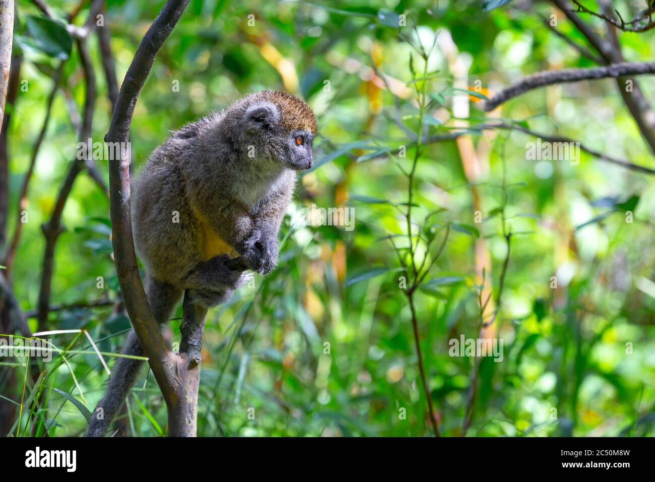 The Funny bamboo lemurs on a tree branch watch the visitors Stock Photo ...
