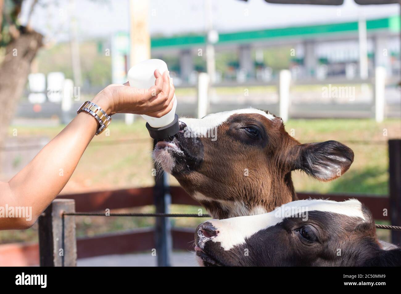 Closeup - Baby cow feeding on milk bottle by hand men in Thailand ...