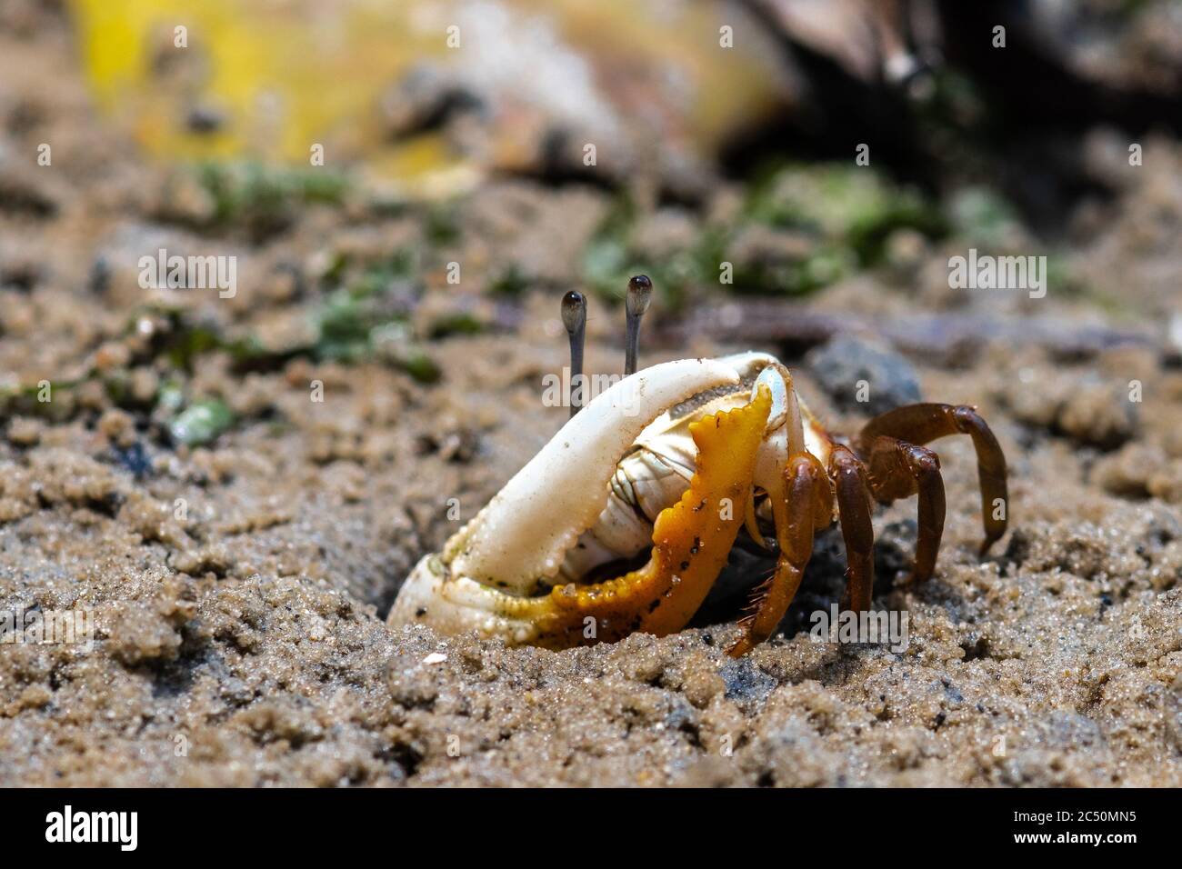 Porcelain fiddler crabs (Uca annulipes Stock Photo - Alamy