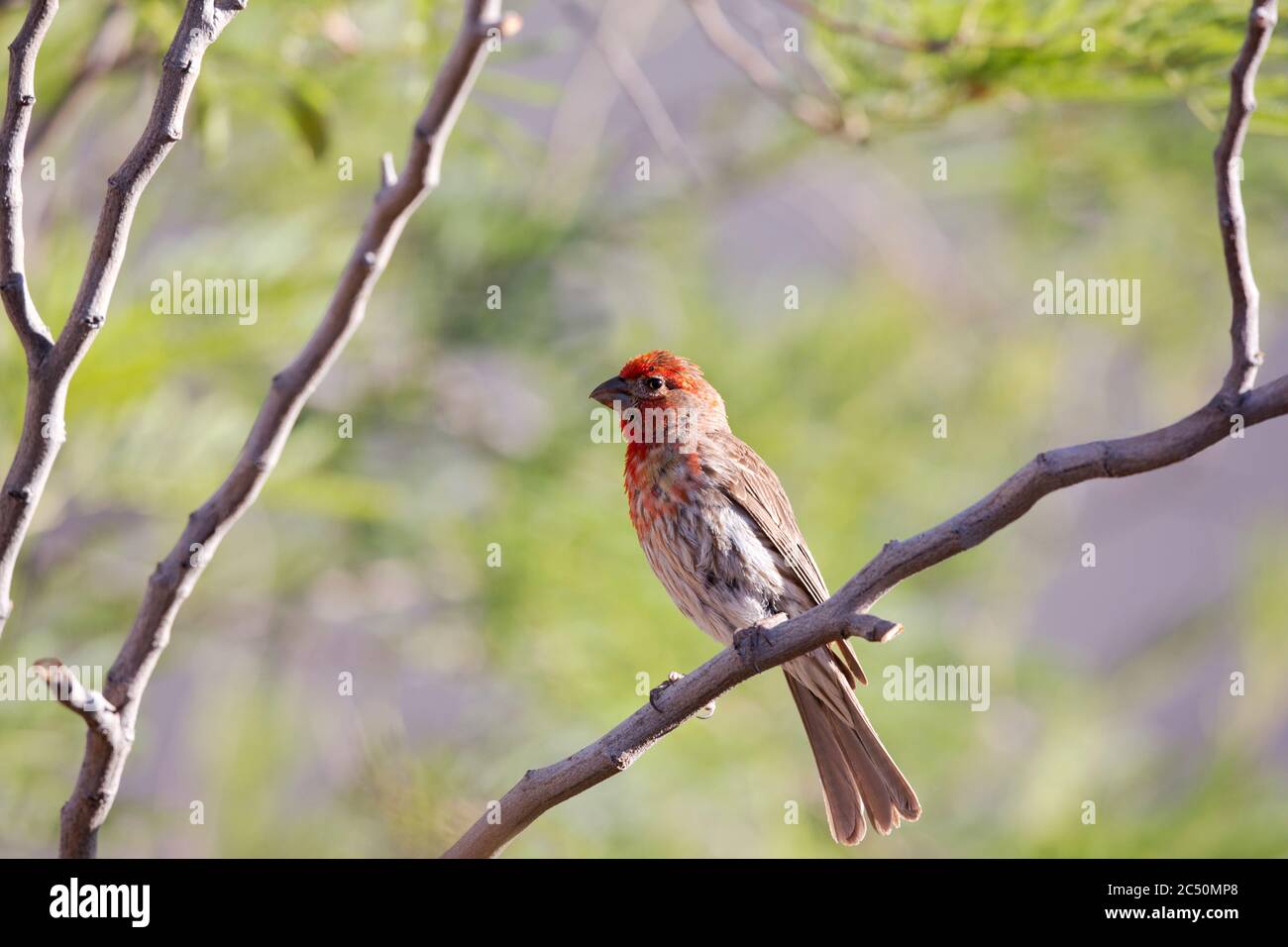 Dapper male house finch perches in morning sunlight on backyard ...