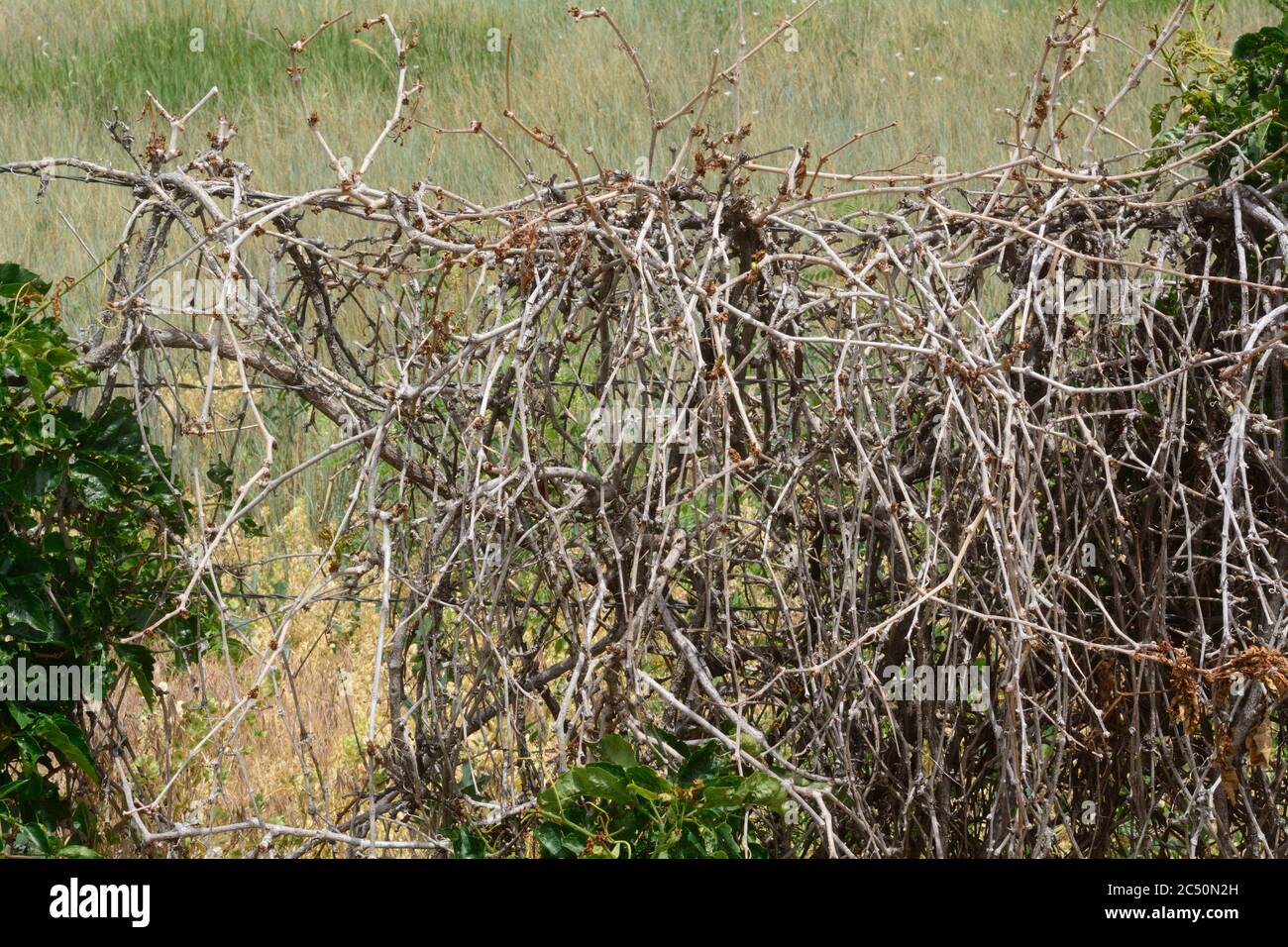 Vines on fence hi-res stock photography and images - Alamy