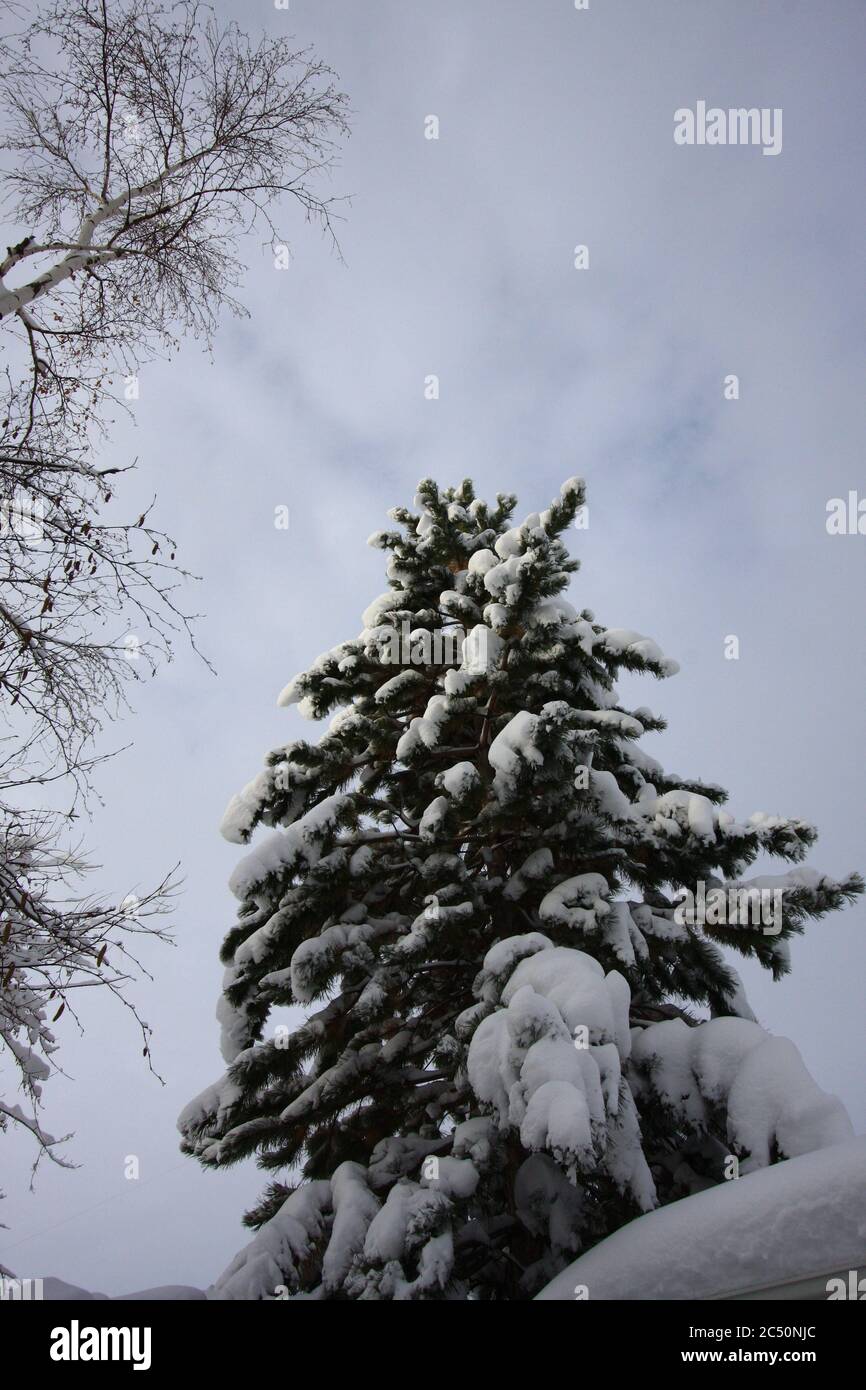 Major 12 inch powered fluffy light snow storm in Littleton Colorado ...