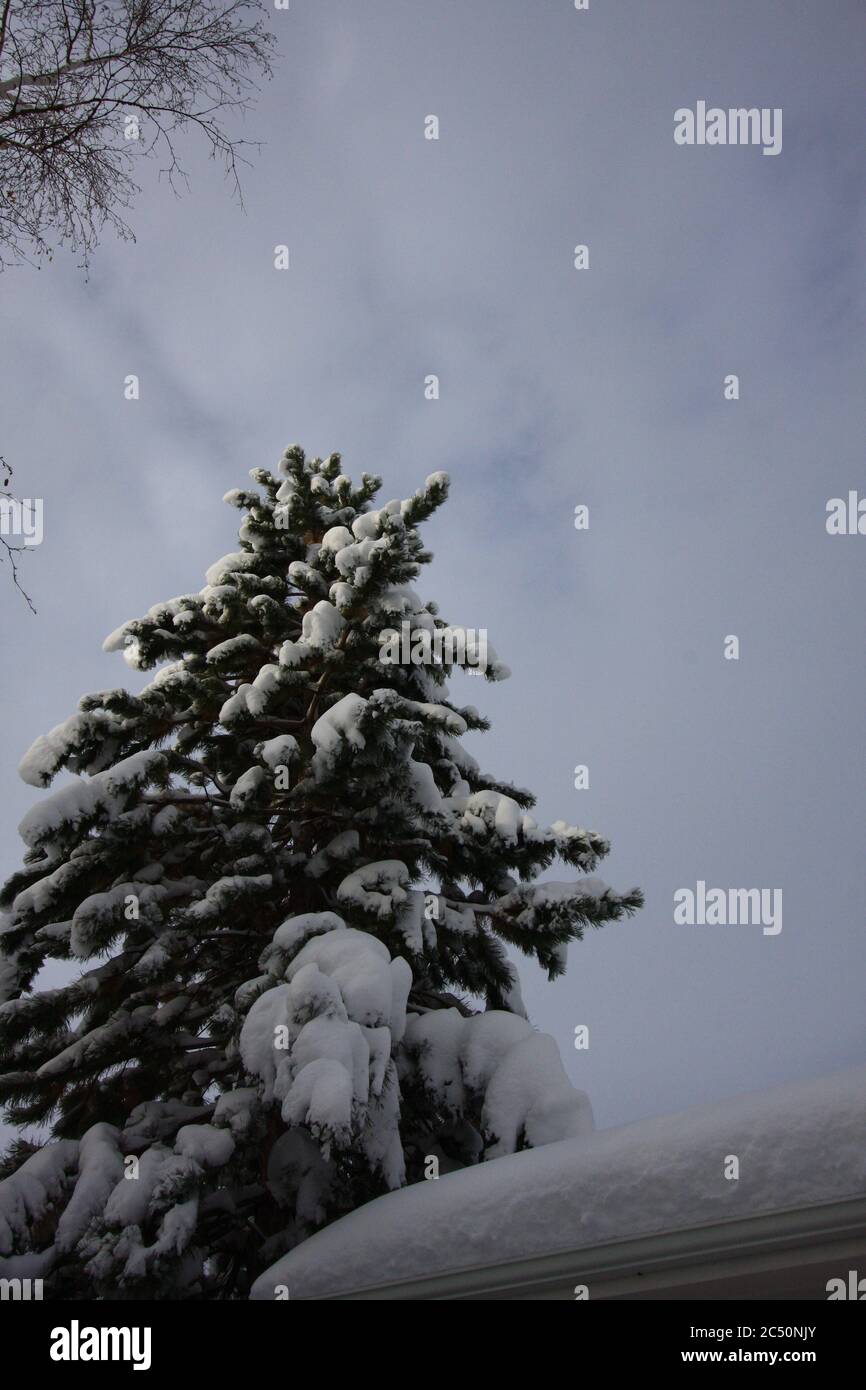 Major 12 inch powered fluffy light snow storm in Littleton Colorado ...