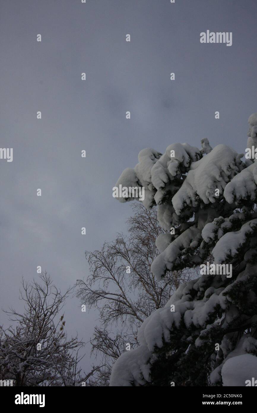 Major 12 inch powered fluffy light snow storm in Littleton Colorado ...