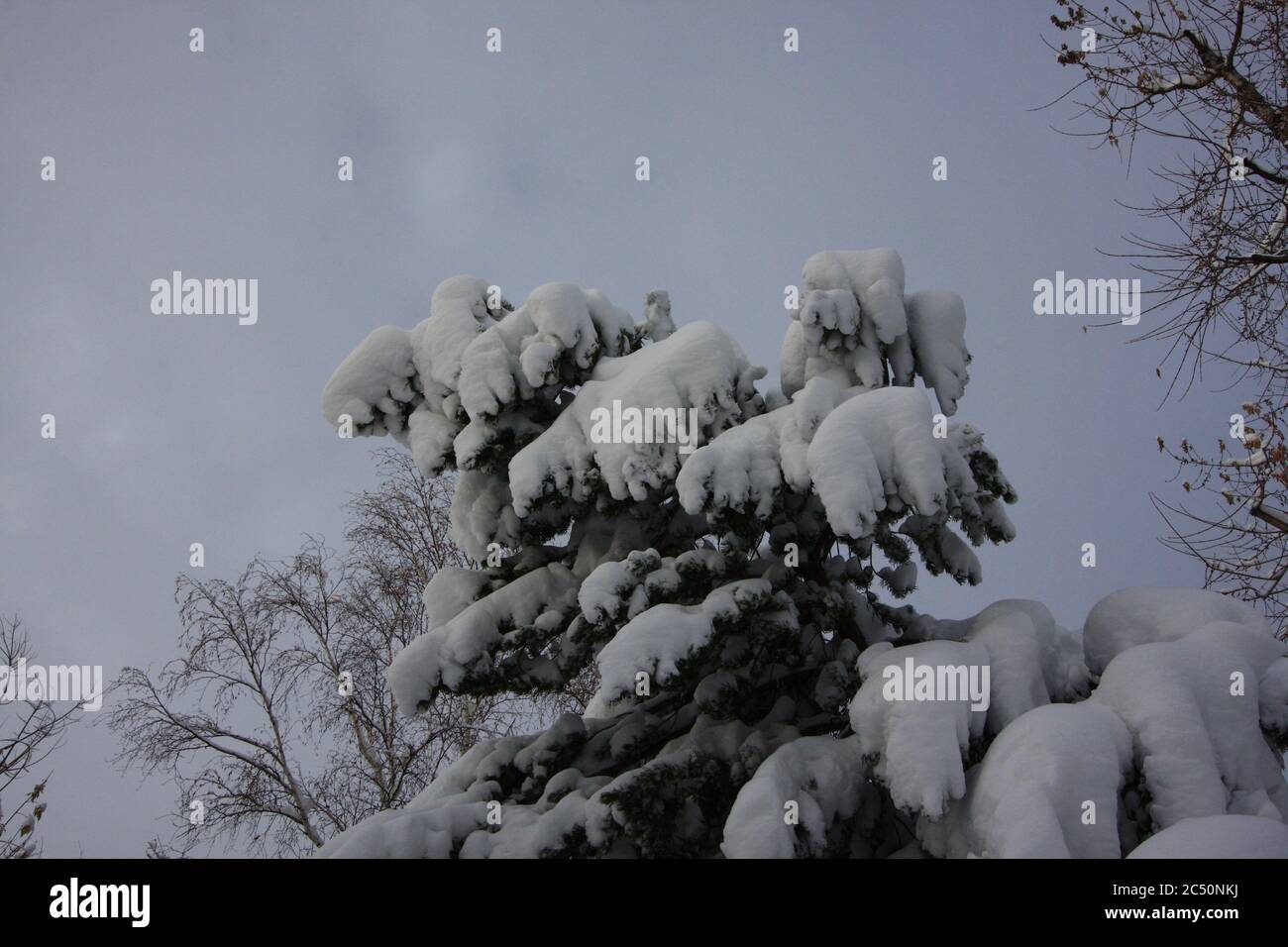 Major 12 inch powered fluffy light snow storm in Littleton Colorado ...