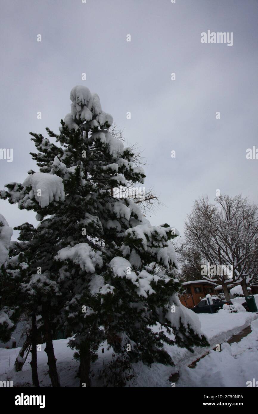 Deep snow covered cedar tree hi-res stock photography and images - Alamy