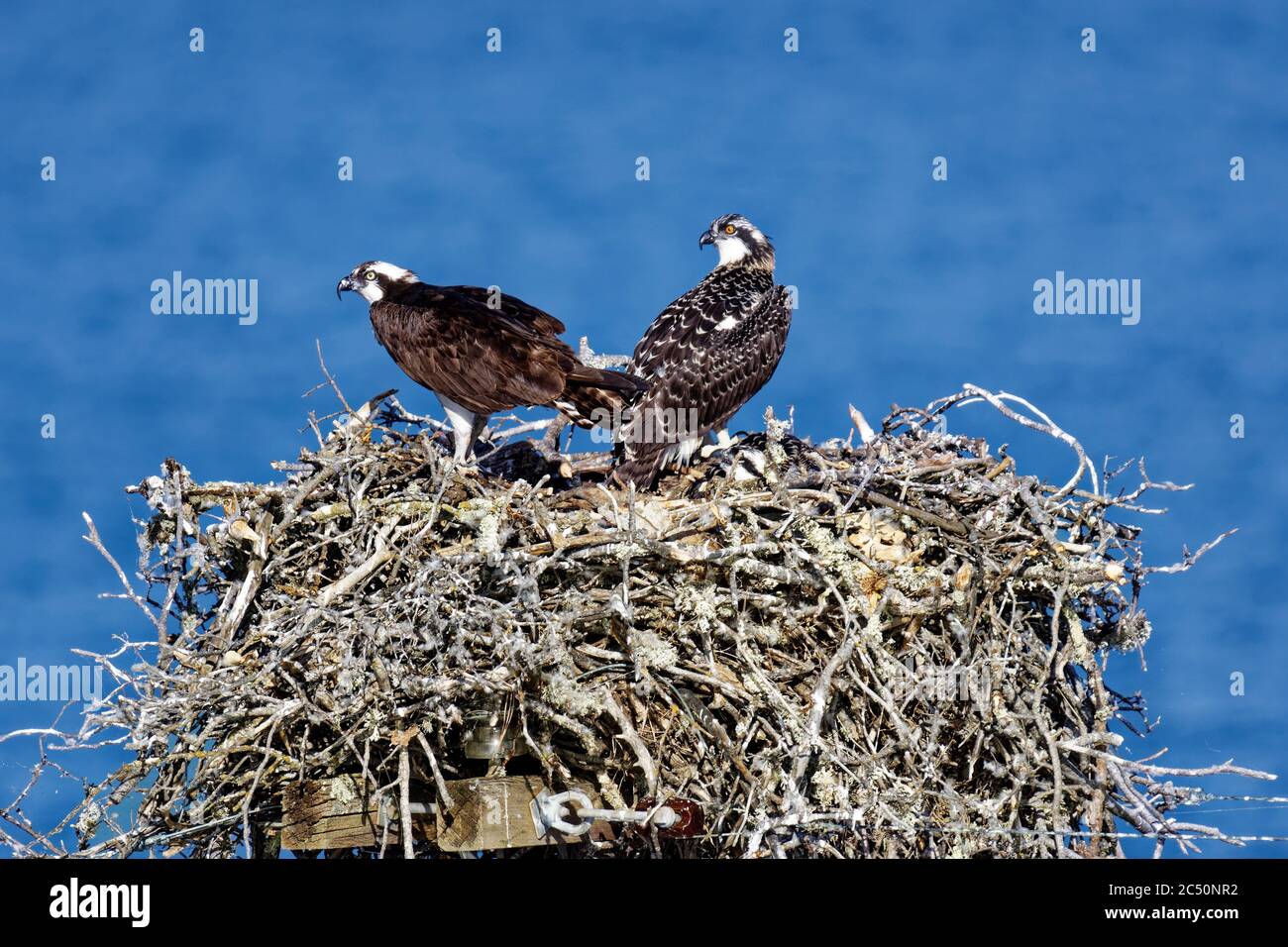 Eagle nest wildlife sanctuary hi-res stock photography and images - Alamy