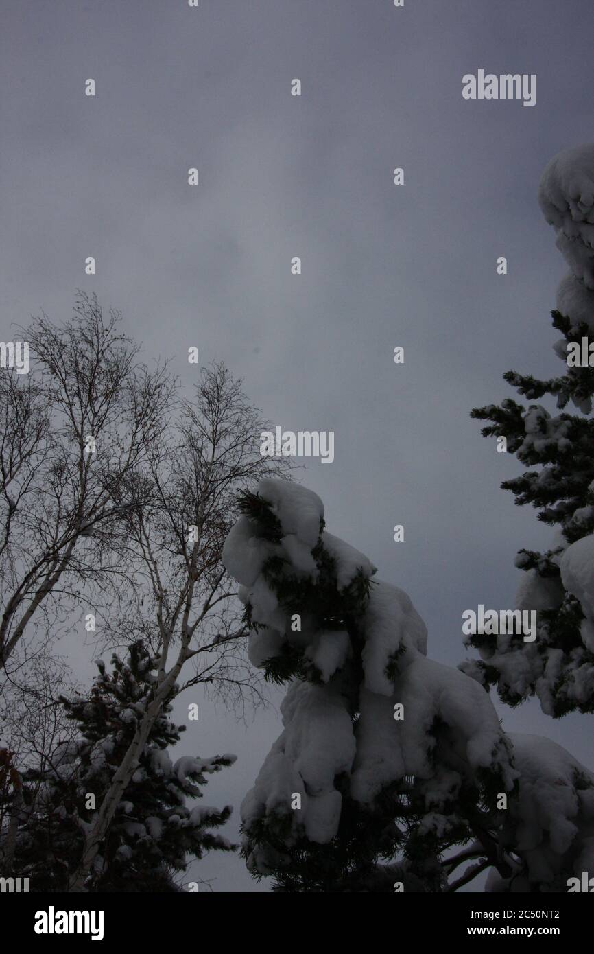 Major 12 inch powered fluffy light snow storm in Littleton Colorado ...