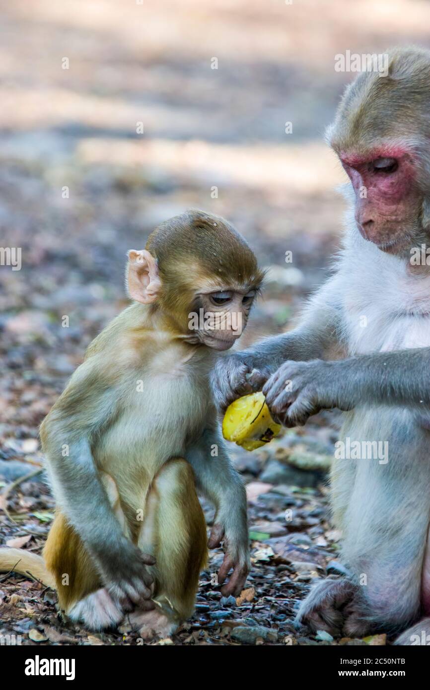 The baby rhesus macaque (Macaca mulatta) look at mother to eat star ...