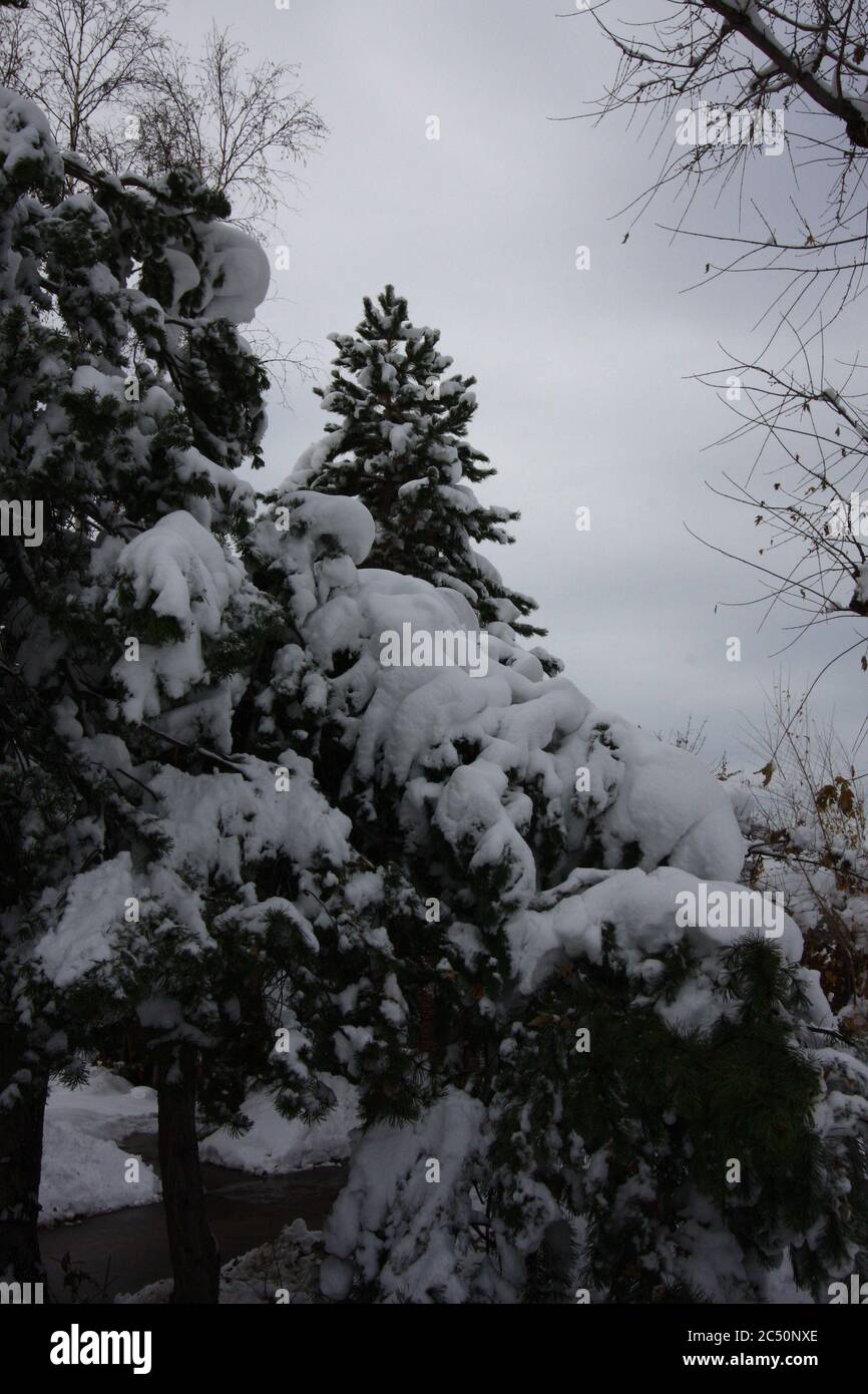 Major 12 inch powered fluffy light snow storm in Littleton Colorado ...