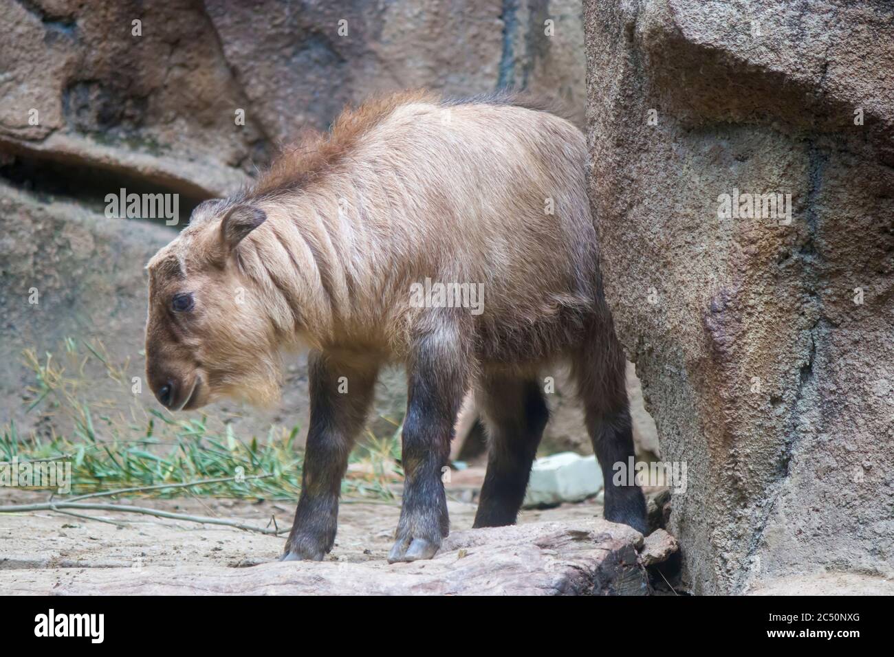 a Golden takin calf. It is an endangered goat-antelope, native to the ...
