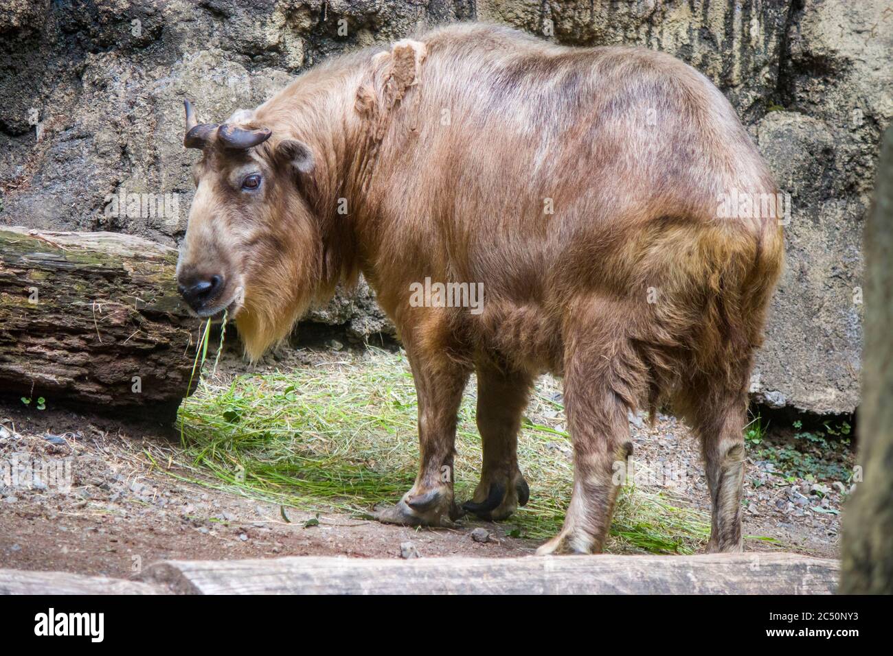 a Golden takin stands alone. It is an endangered goat-antelope, native ...