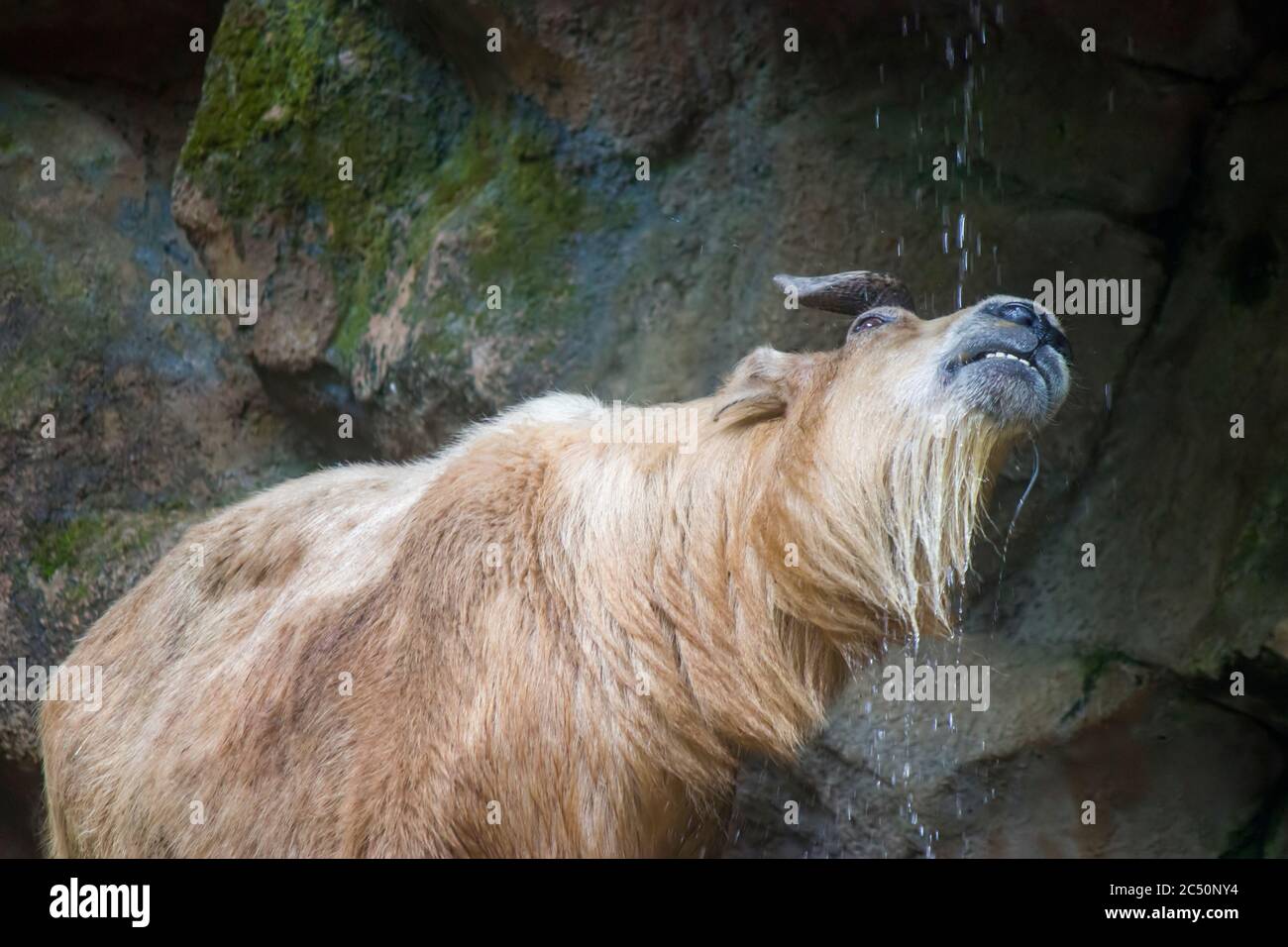 a Golden Takin drinks dropping water. It is an endangered goat-antelope ...