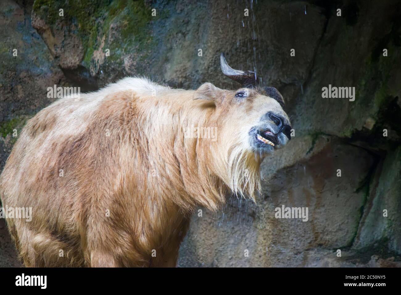 a Golden Takin drinks dropping water. It is an endangered goat-antelope ...