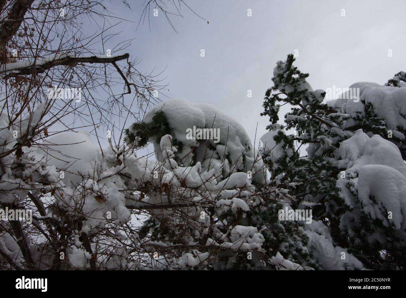Major 12 inch powered fluffy light snow storm in Littleton Colorado ...