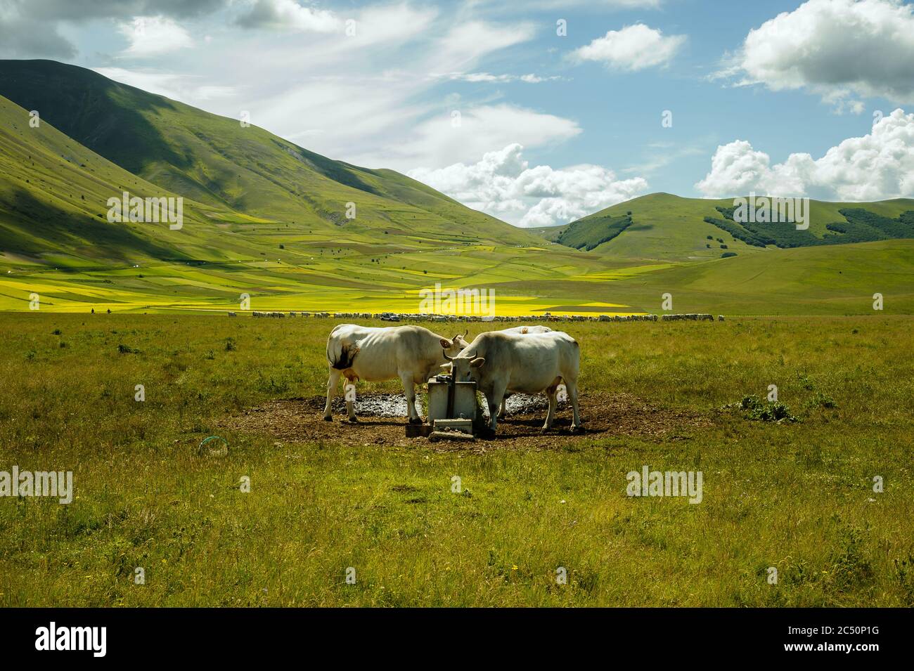 Cultivation of cows hi-res stock photography and images - Alamy