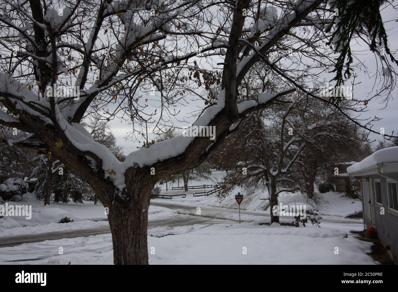 Major 12 inch powered fluffy light snow storm in Littleton Colorado ...