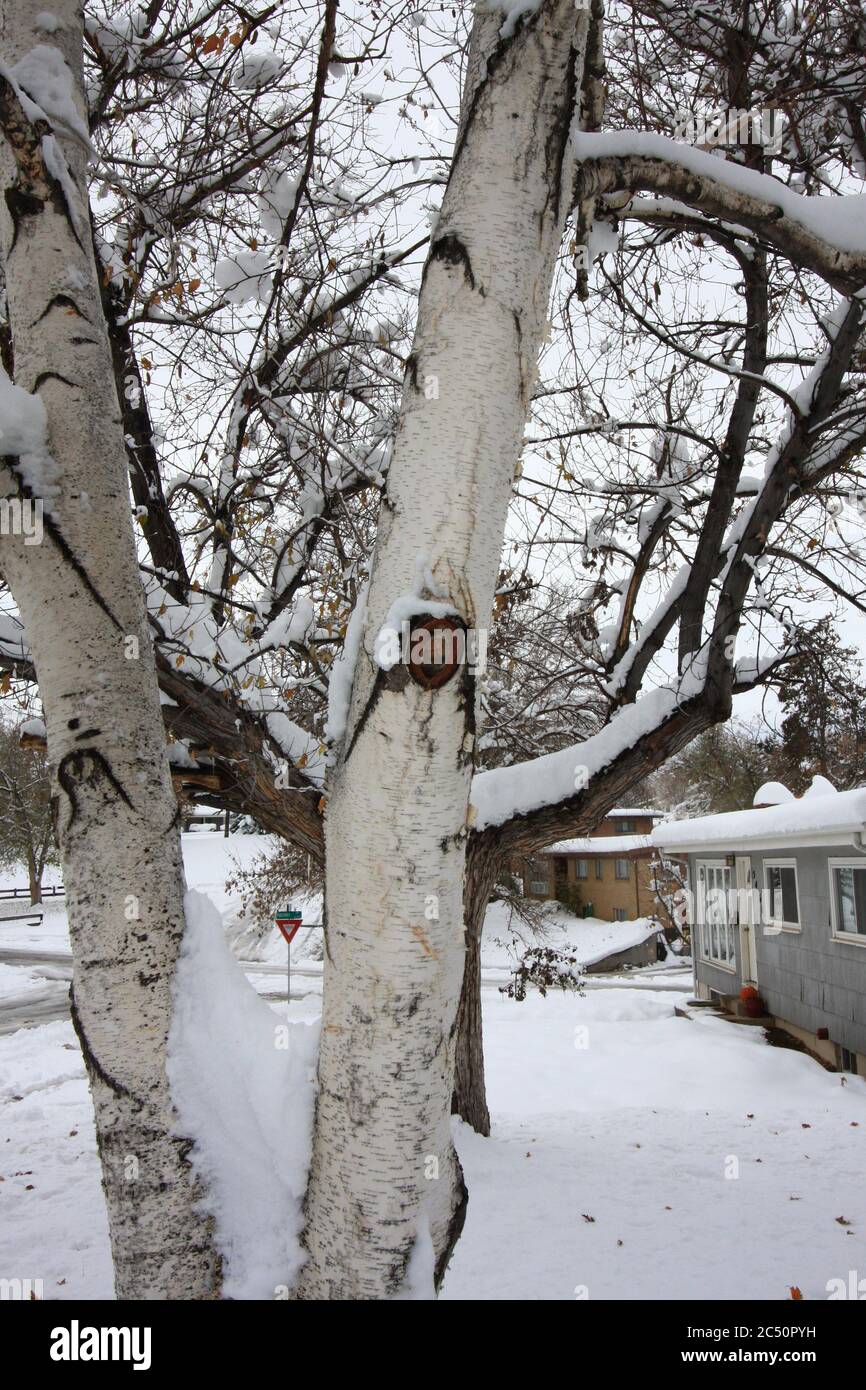 Barked hi-res stock photography and images - Alamy