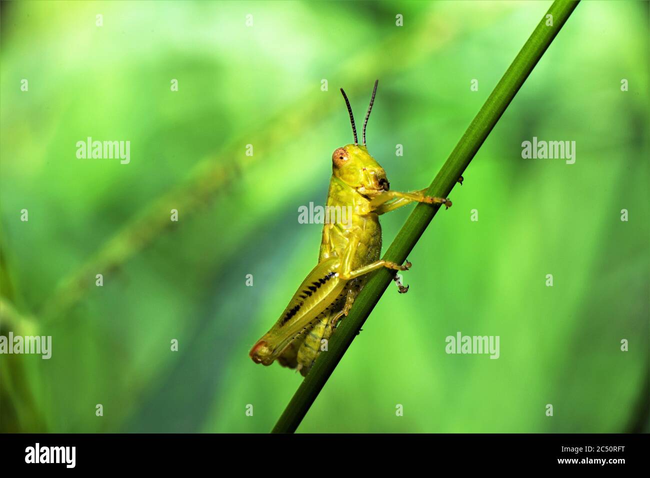 Grasshopper jumping hi-res stock photography and images - Alamy