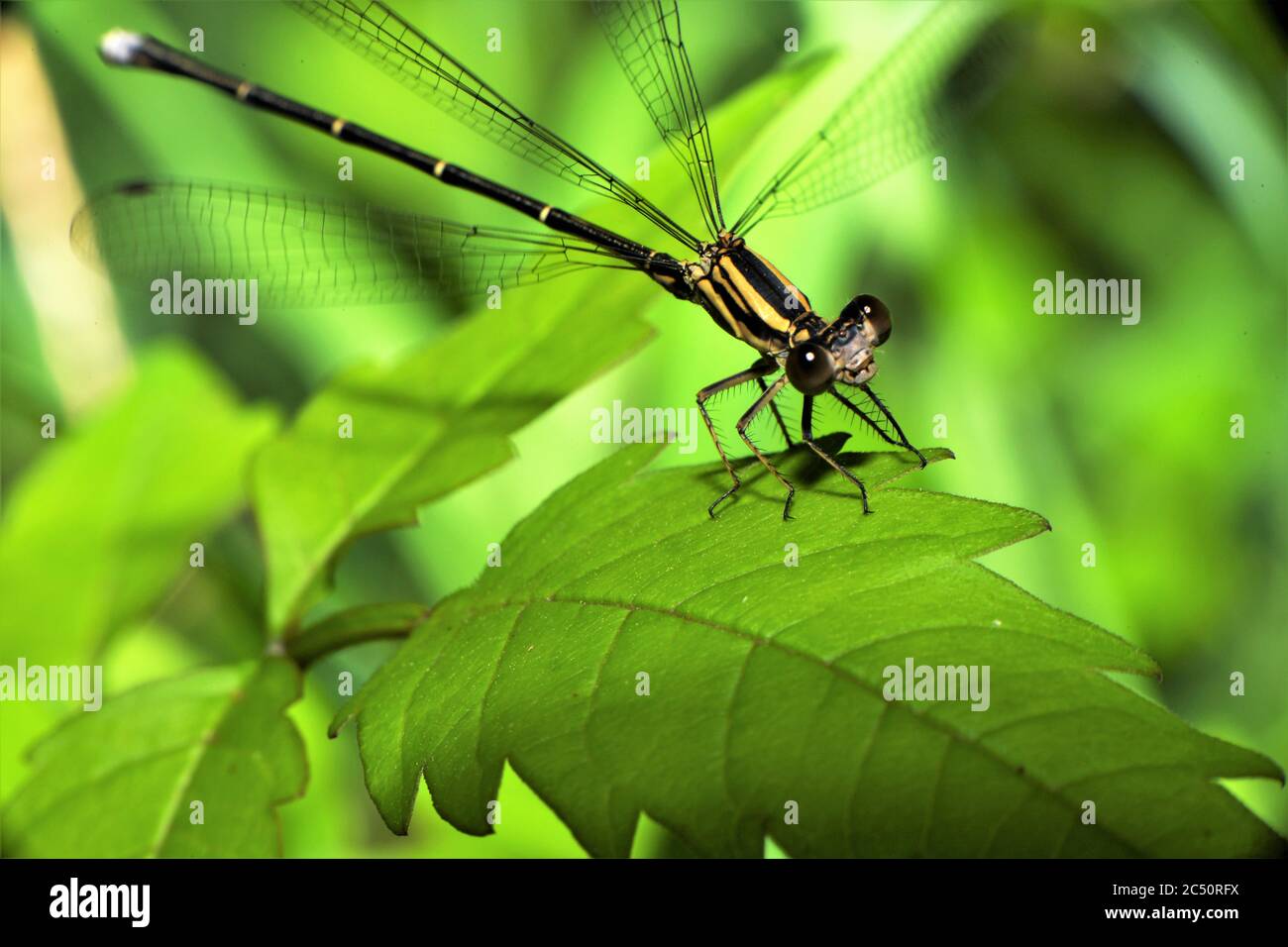 Female common blue damselfly Stock Photo - Alamy