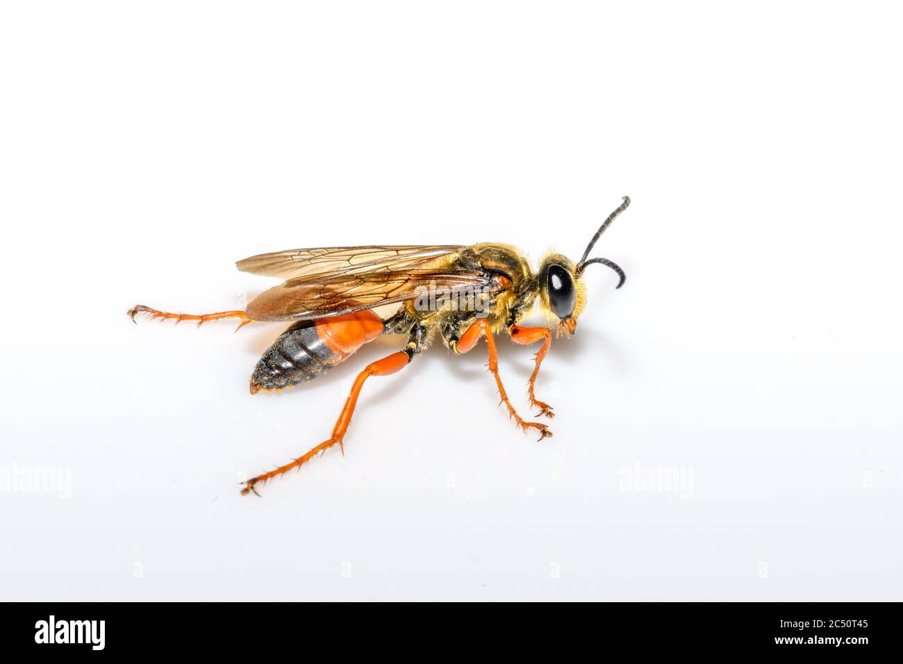 Great golden digger wasp or sand digger - Sphex ichneumoneus close-up ...