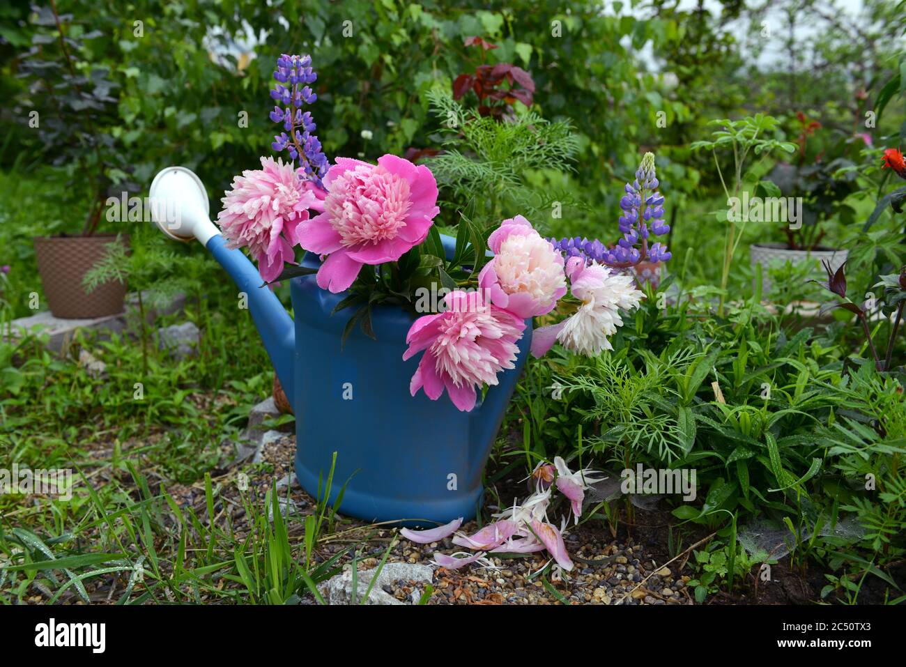 Watering can with peony and lupine flowers by flowerbed. Vintage ...