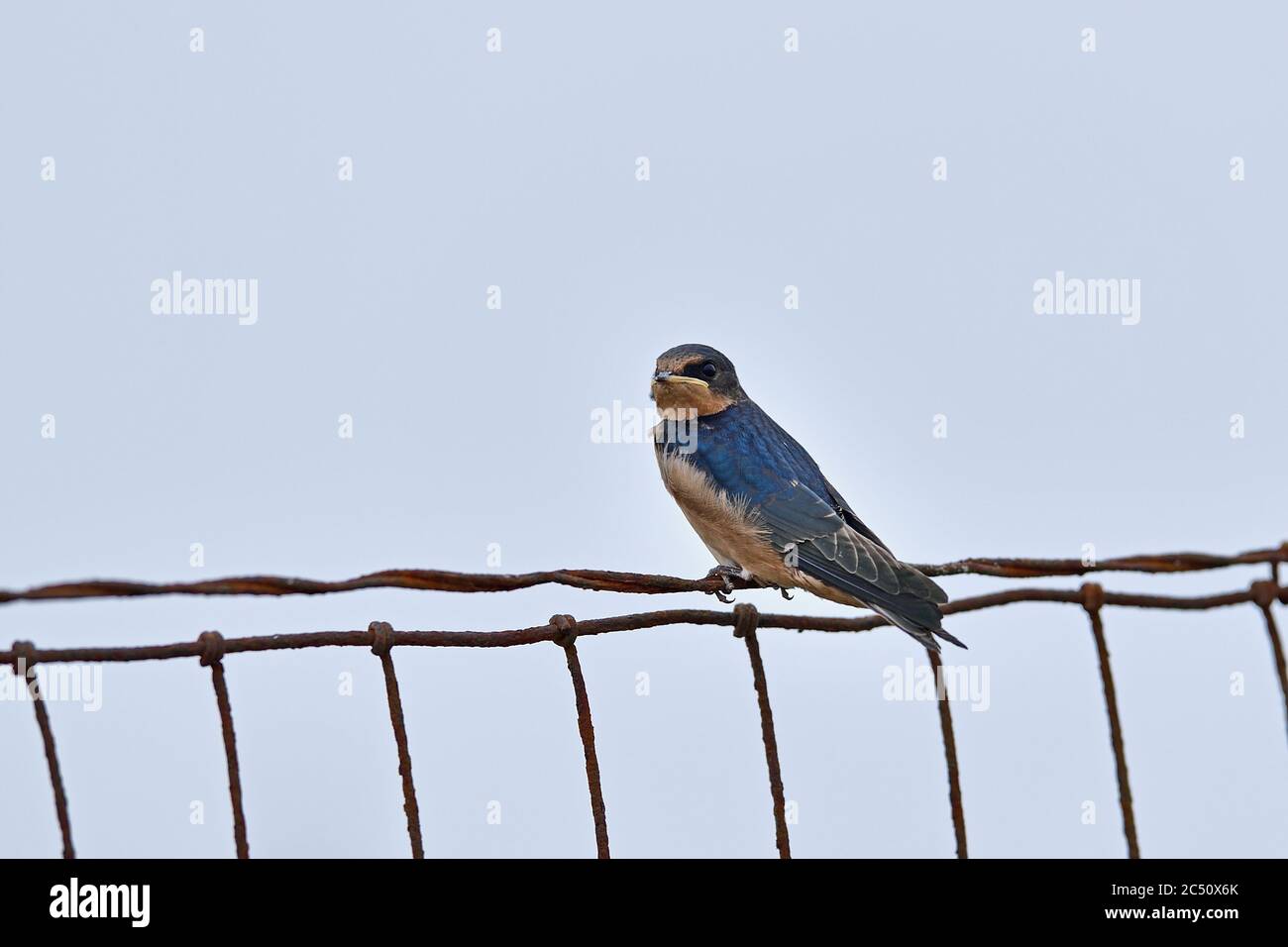 American Cliff Swallow Stock Photo - Alamy