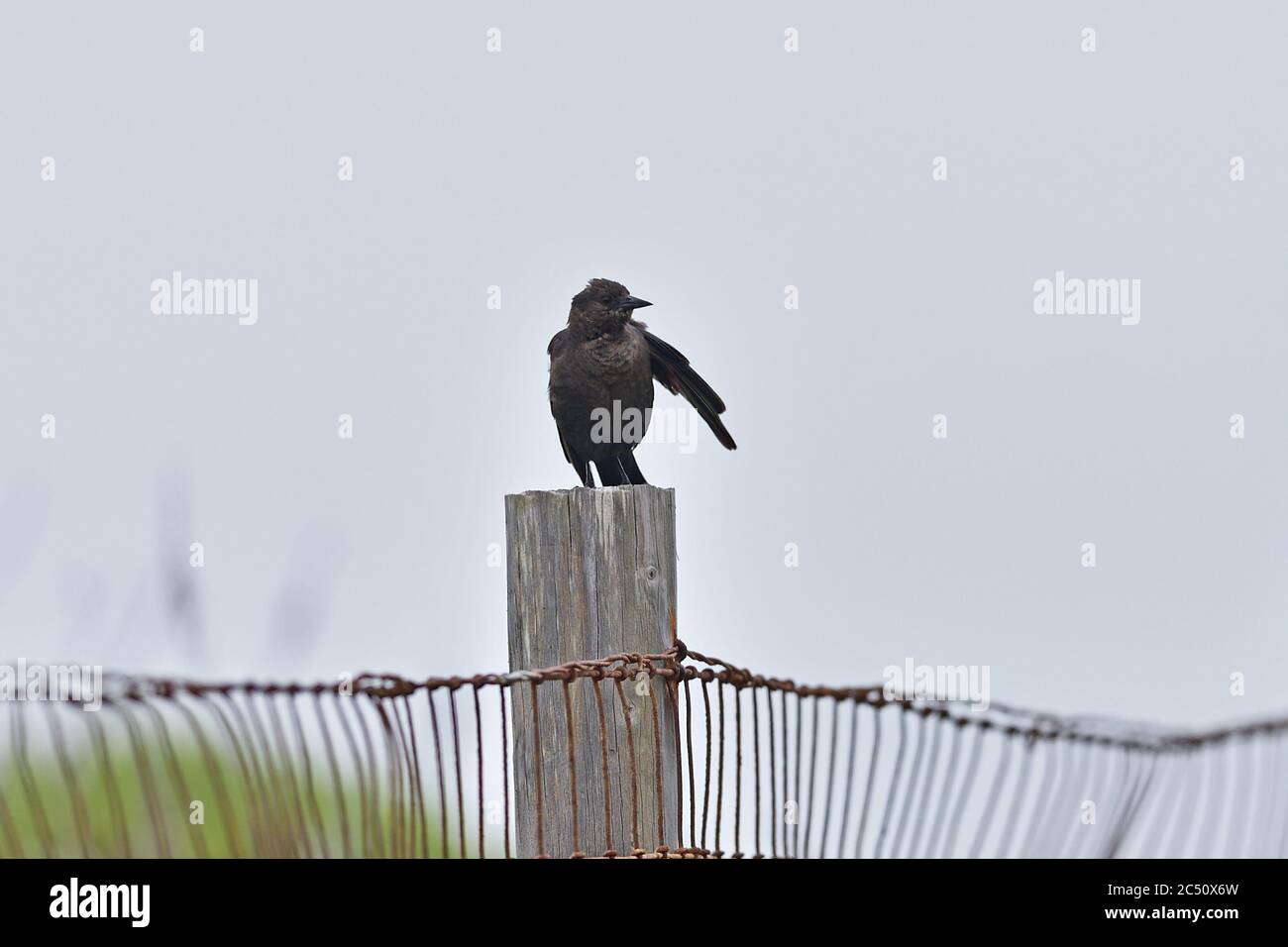 Preening its wings hi-res stock photography and images - Alamy