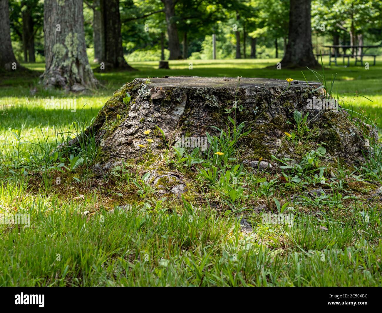 Tree stump with yellow wildflowers growing around it and bright green ...