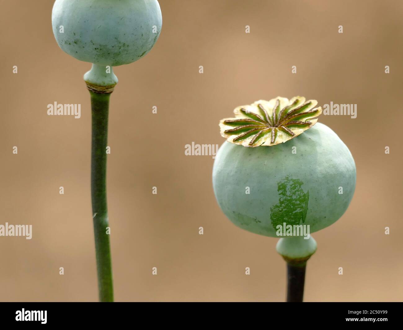 Opium poppy with capsule Stock Photo - Alamy