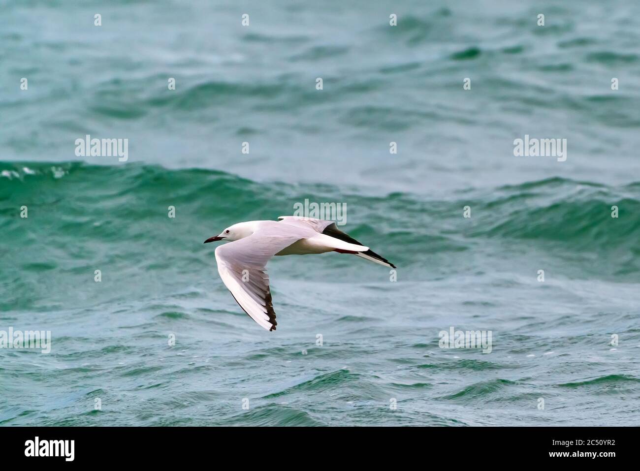 Large seagull bird in flight Stock Photo - Alamy
