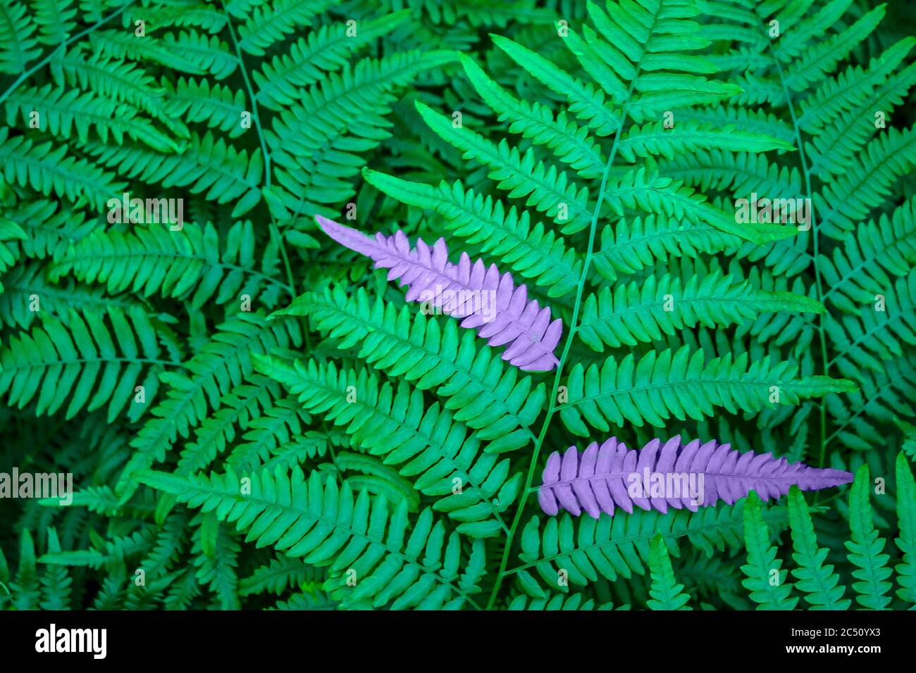 Fiddlehead fern plant photo art hi-res stock photography and images - Alamy