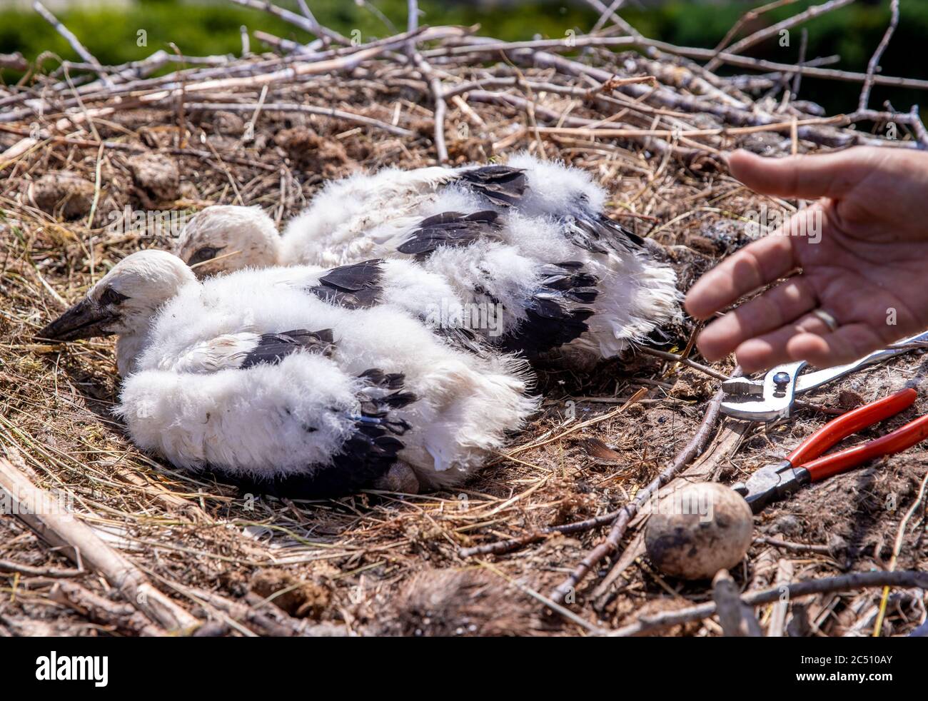 Bandelstorf, Germany. 29th June, 2020. Two small young storks lie flat ...