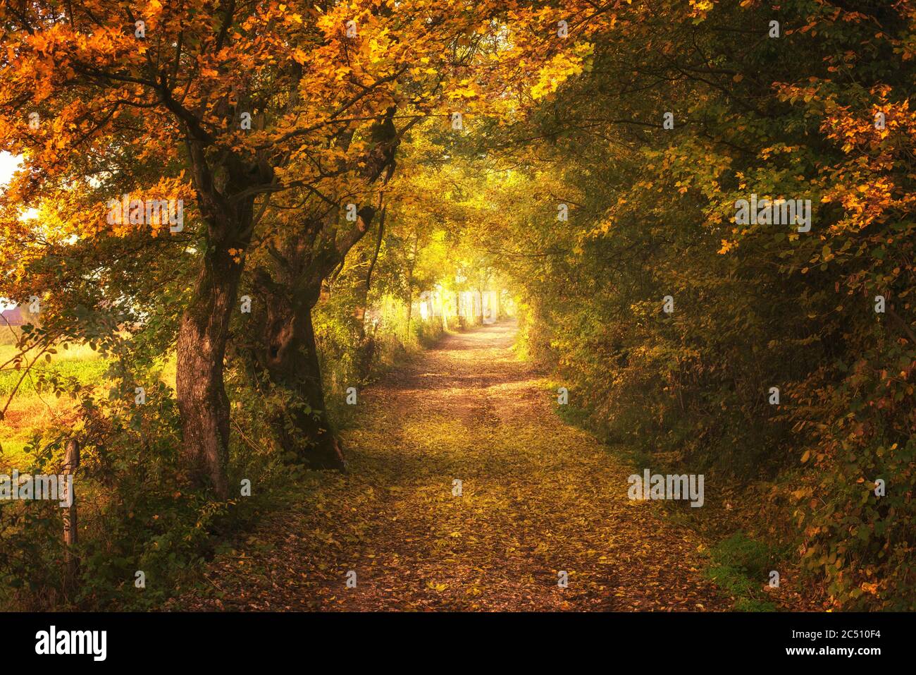 country road in the fall Stock Photo - Alamy