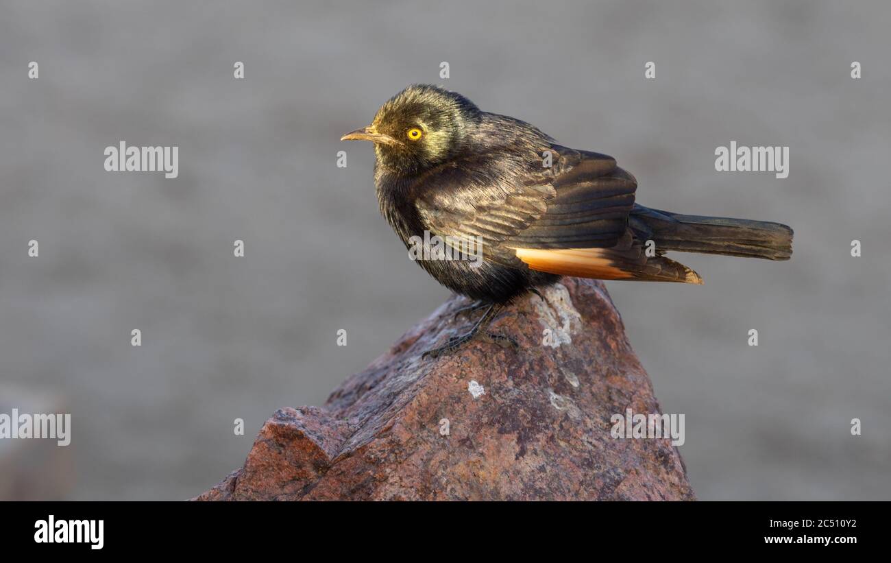An African Pale-Winged Starling at Augrabies Falls National Park in the ...