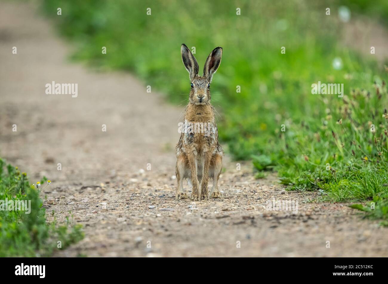 Leveret or young brown hare (Scientific name: Lepus Europaeus) sat ...