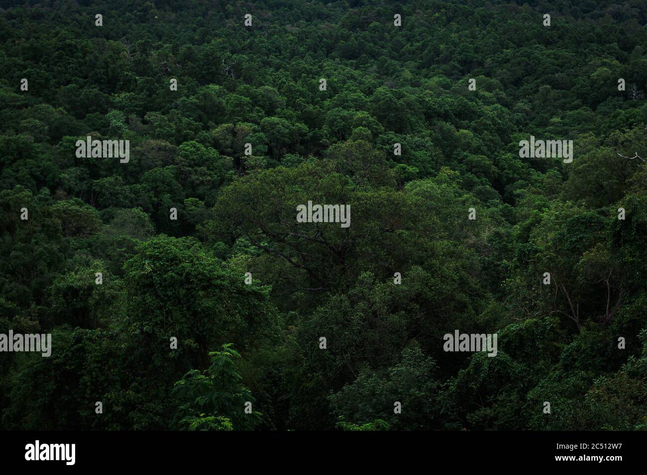 Deep green jungle forest background Stock Photo - Alamy