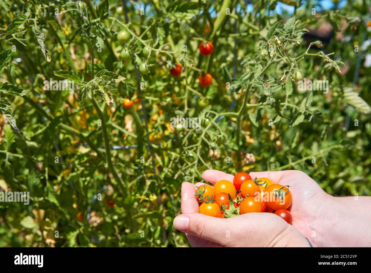 Hands holding tomato plant hi-res stock photography and images - Alamy