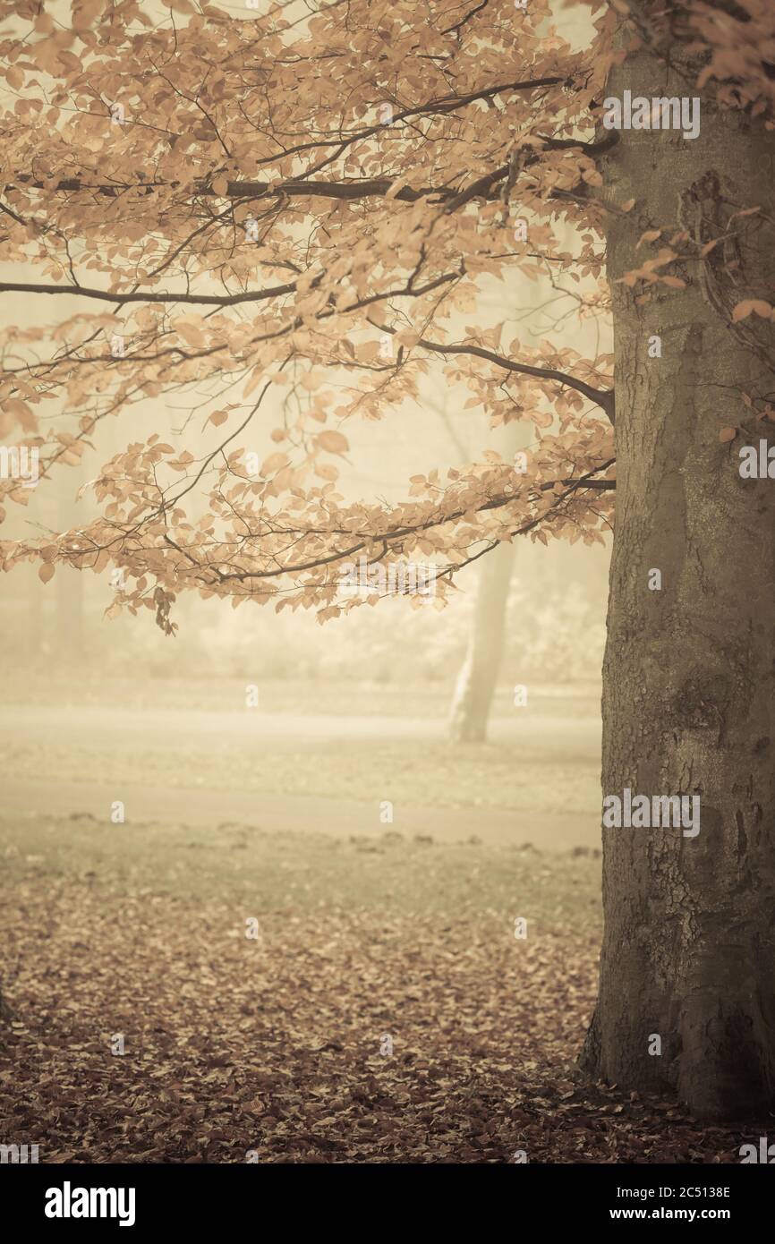 Nature and environment. Forest autumnal trees. Landscape in the foggy ...